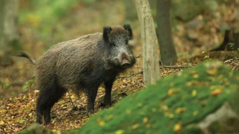 How to Handle a Wild Boar Sighting (Without Getting Hurt) - Exploring ...