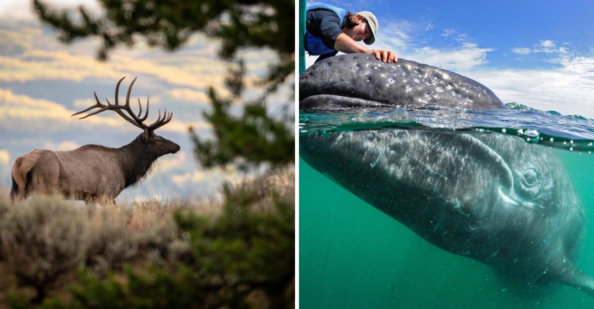 20 Incredible Animals Making Remarkable Comebacks in America's National ...