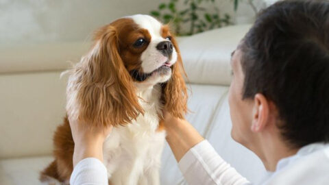 22 Incredible Dog Breeds That Recognize Human Faces Better Than Other ...