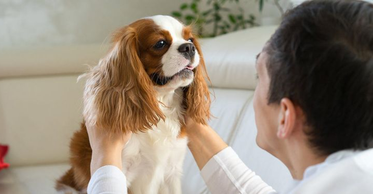 22 Incredible Dog Breeds That Recognize Human Faces Better Than Other
