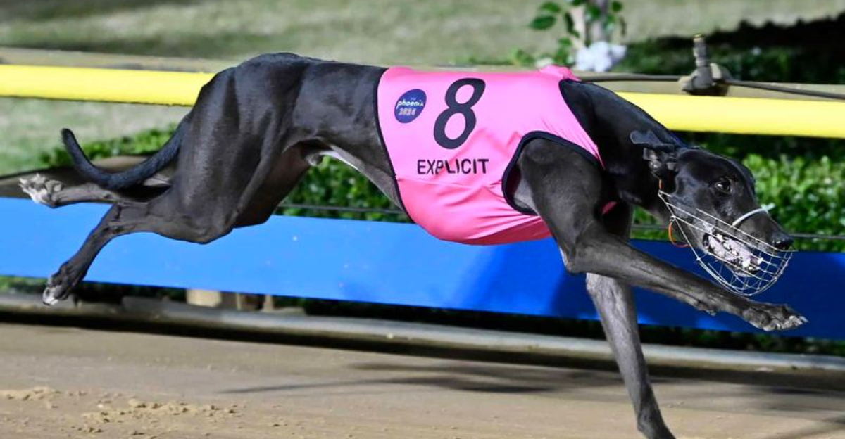 15 Incredible World Records Set by Dogs - Exploring Animals