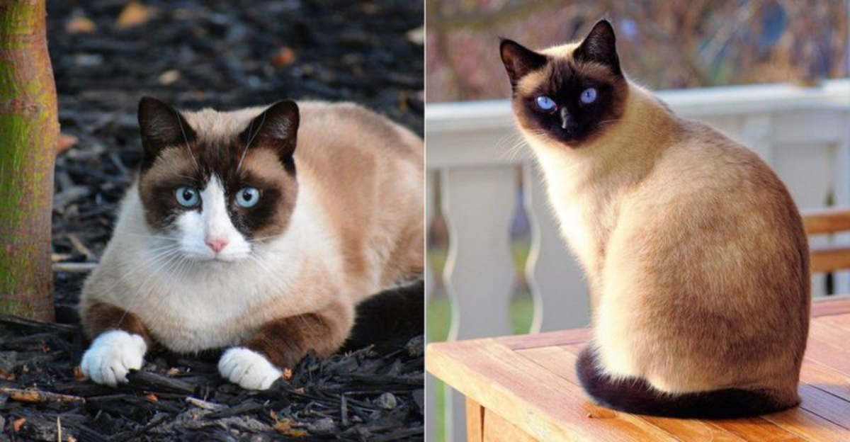 14 Key Differences Between Siamese and Snowshoe Cats - Exploring Animals