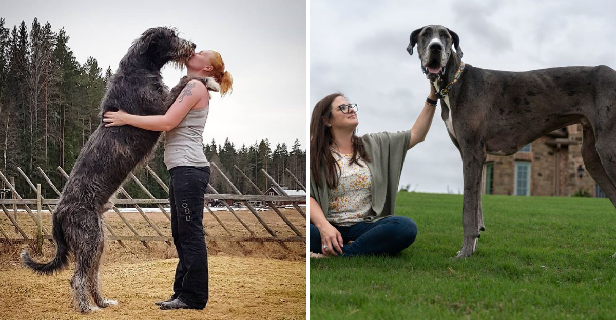 18 Massive Dog Breeds That Take the Longest to Reach Full Size ...