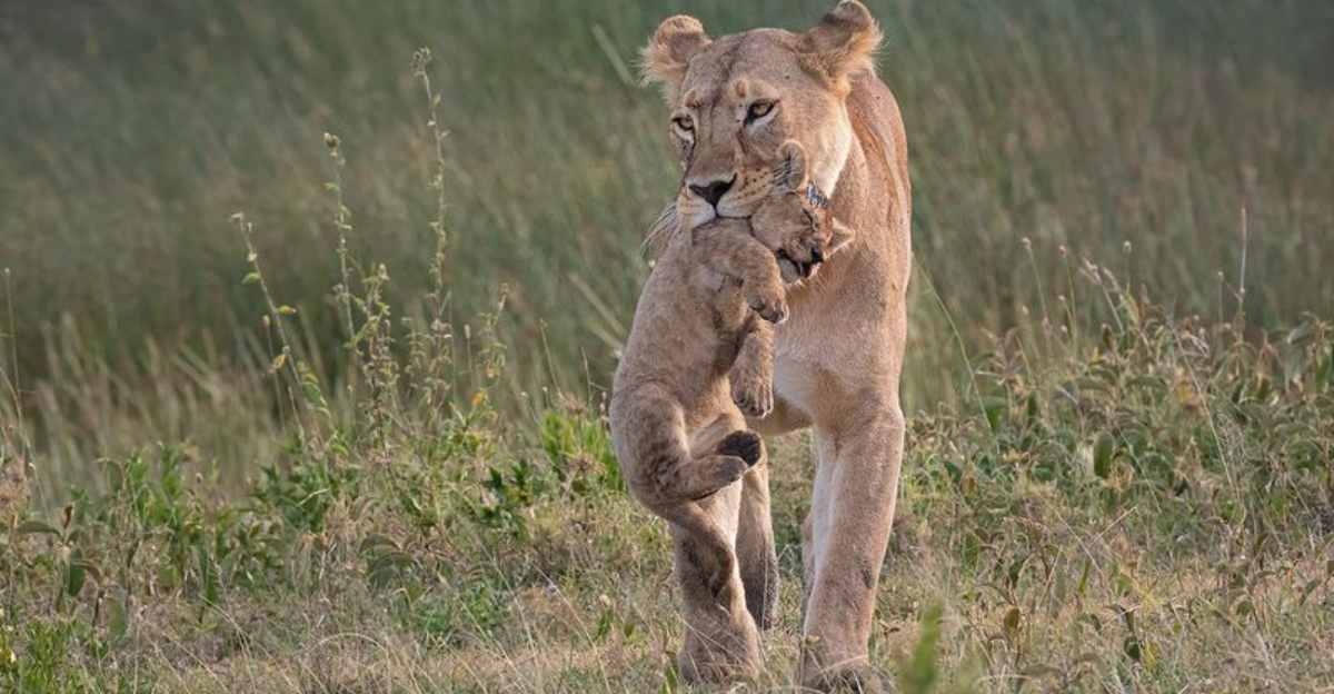 19 Most Devoted Mother Animals in the Wild That Will Do Anything for ...