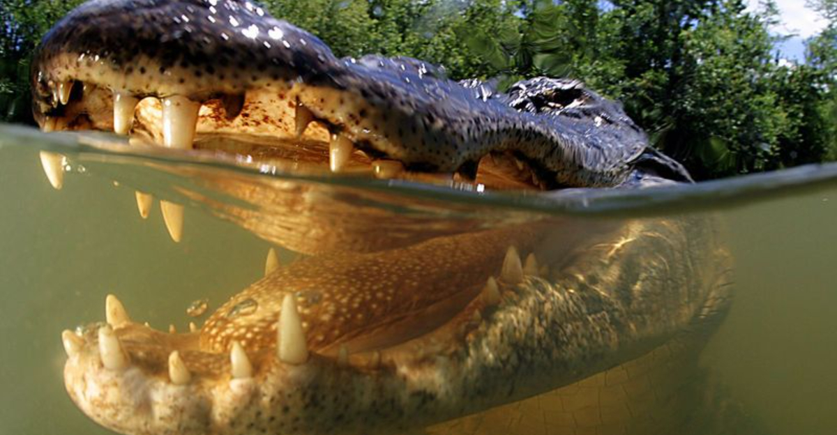 18 Most Lethal Animals In The U.S. You Should Never Mess With ...