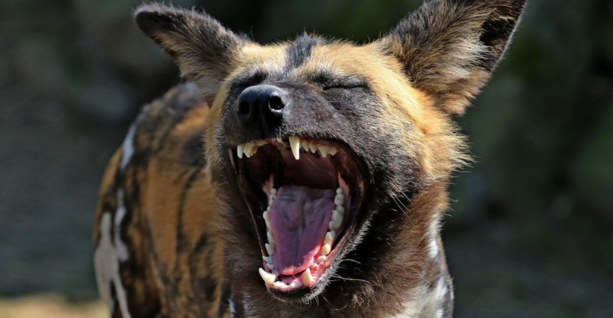 19 Most Lethal Mammals – The World’s Apex Predators - Exploring Animals