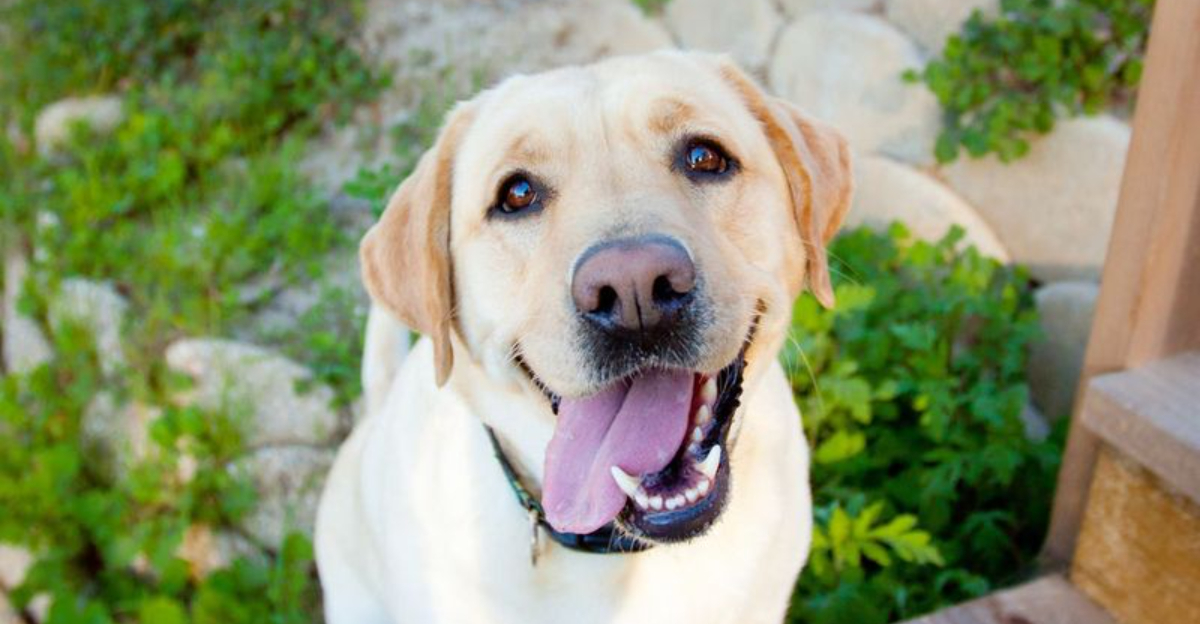 The 20 Most People Pleasing Dog Breeds - Exploring Animals