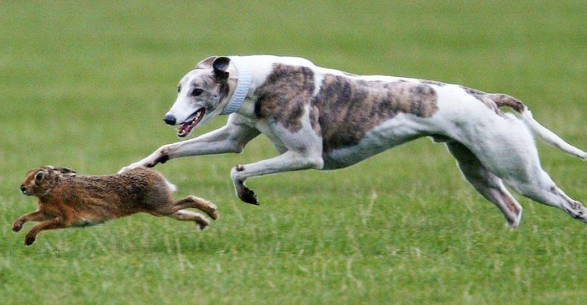 The 19 Most Predatory Dog Breeds - Exploring Animals