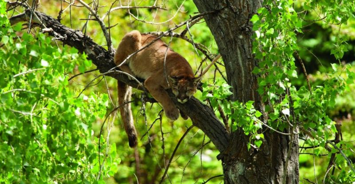 19 Must-See Animals That Live in the U.S.’s Oldest Forests - Exploring ...