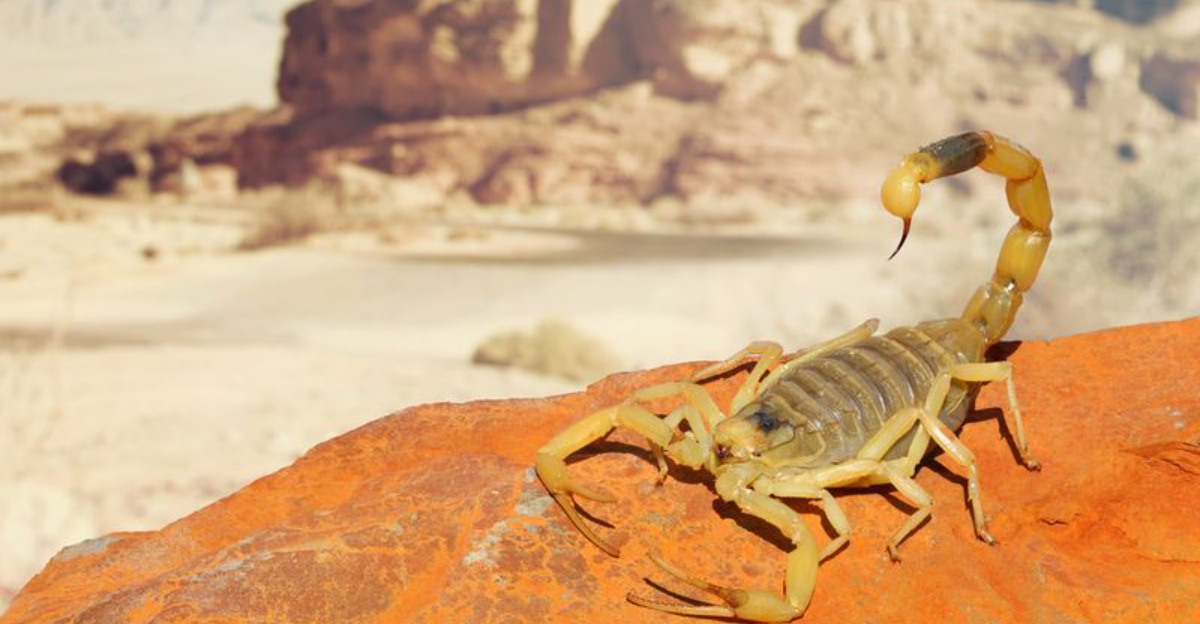 13 Myths and Facts About Surviving a Deathstalker Scorpion Sting ...