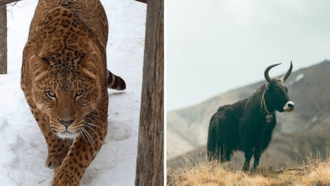 14 New Animal Hybrids That Are Naturally Appearing in the Wild ...