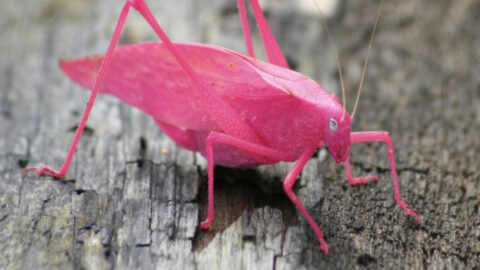 19 Pink Animals So Adorable, You’ll Think They’re from a Fairytale ...