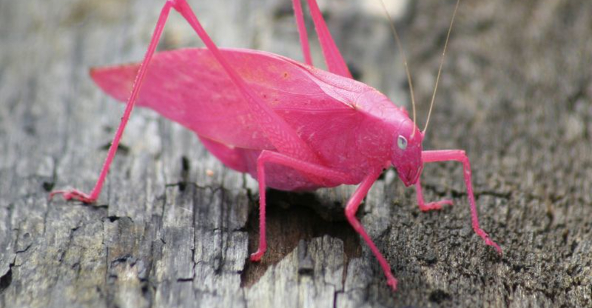 19 Pink Animals So Adorable, You’ll Think They’re from a Fairytale ...