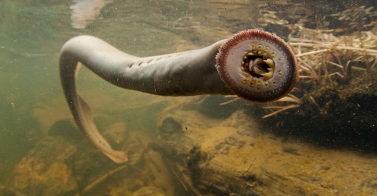 13 Prehistoric-Looking Animals Still Living in American Waters ...