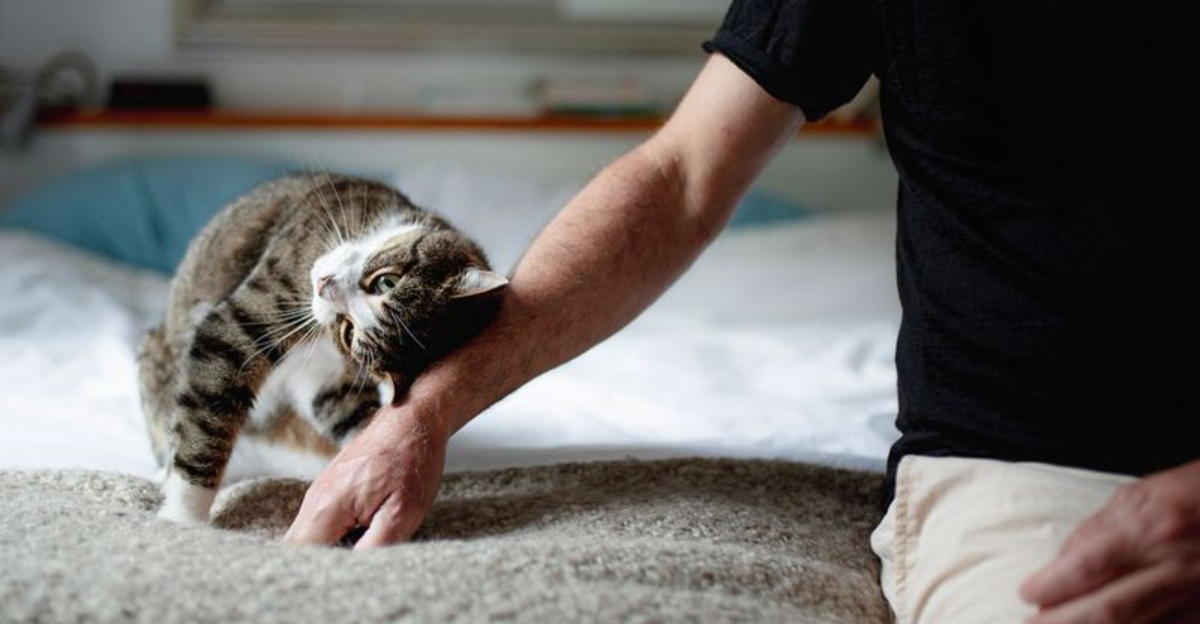 12 Reasons Cats Rub Against You (and What It Really Means) - Exploring ...