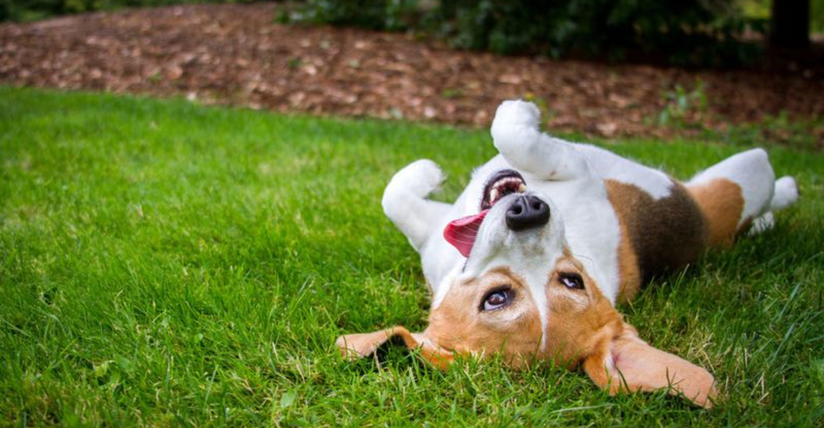 9 Reasons Dogs Roll on Their Backs (And What It Really Means ...