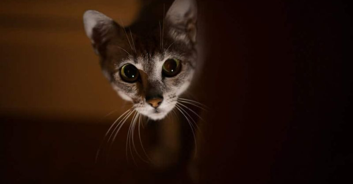 14 Reasons Why You Might Not Be a Cat Person - Exploring Animals