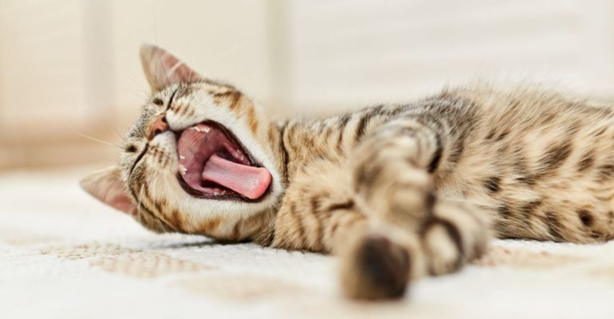 16 Red Flags That Your Cat Feels Unsafe in Its Own Home - Exploring Animals