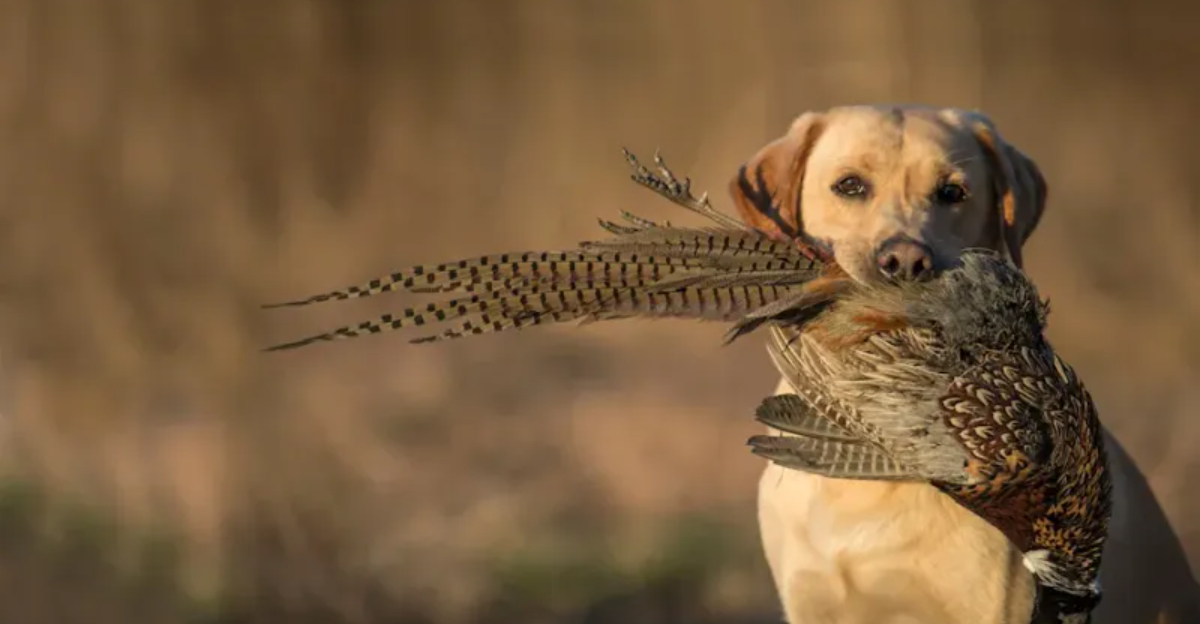 17 Retrieving Dog Breeds That Are Born for the Job - Exploring Animals