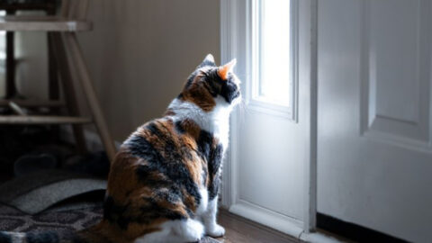 12 Signs Your Cat Is Actually More Loyal Than Most Dogs (According to ...