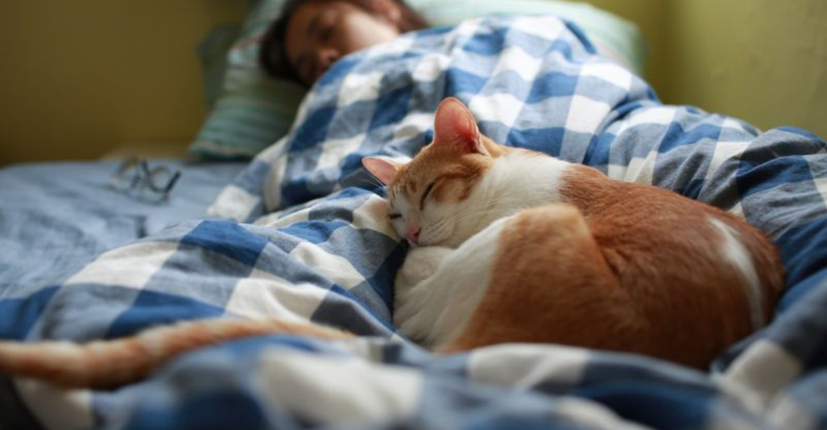 11 Secret Signs Your Cat Is Actually Protecting You While You Sleep ...