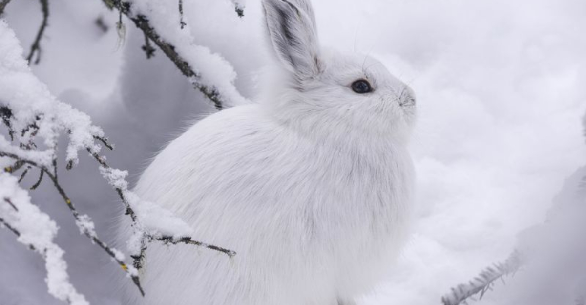 20 Small Game Animals With the Most Challenging Hunting Seasons ...
