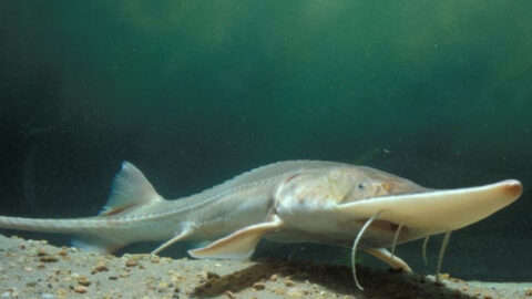 Sturgeon Species Found in American Rivers (And Which Are Endangered ...