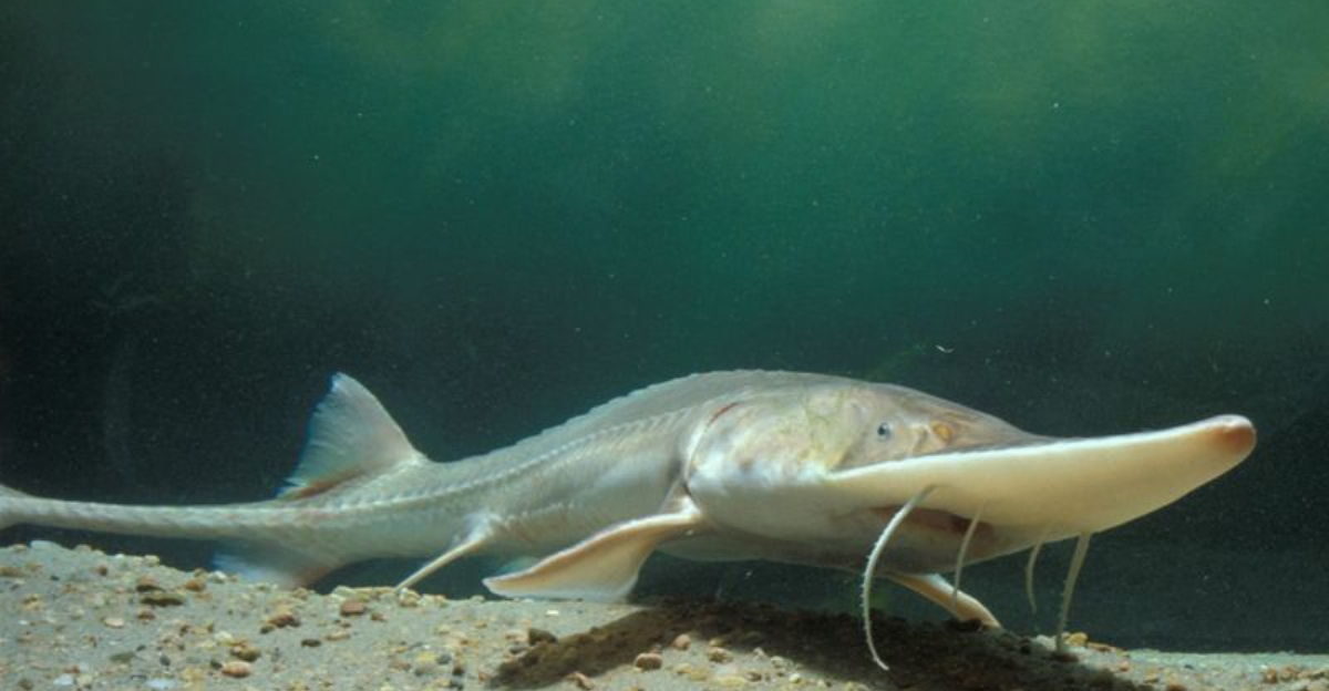 Sturgeon Species Found in American Rivers (And Which Are Endangered ...
