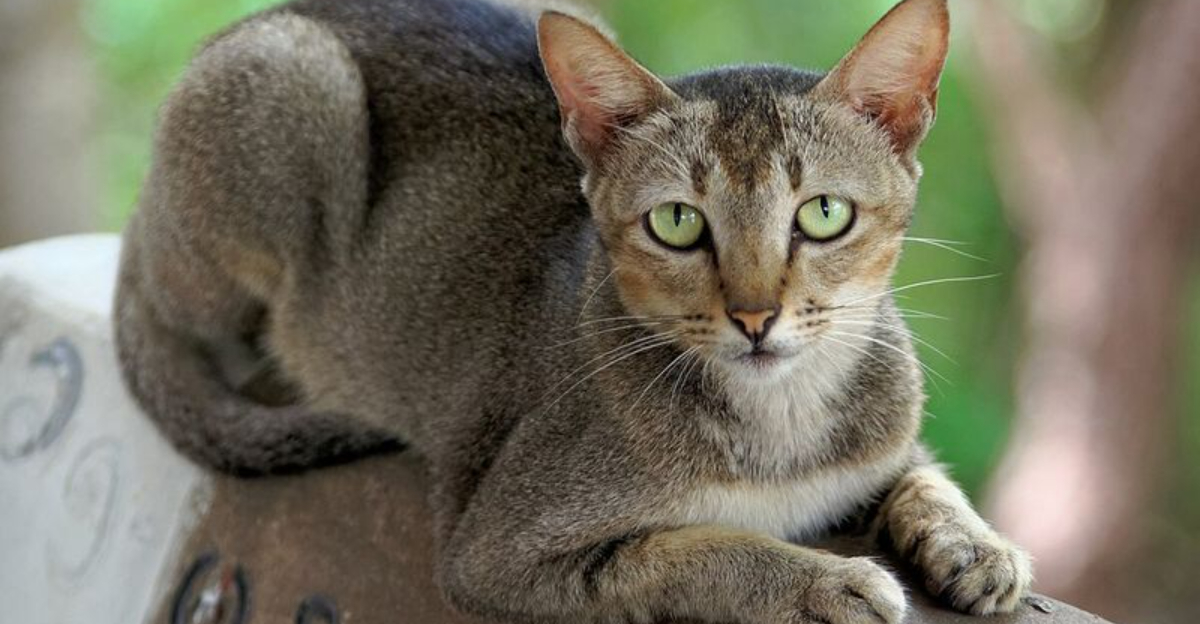 14 Tabby Cat Coat Patterns and Their Genetic Origins - Exploring Animals