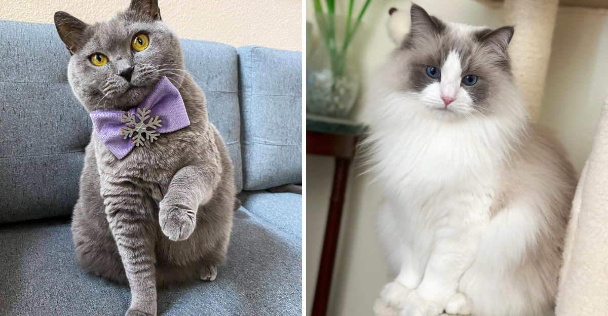 The Origins of 20 Cat Breed Names You Probably Never Thought About ...
