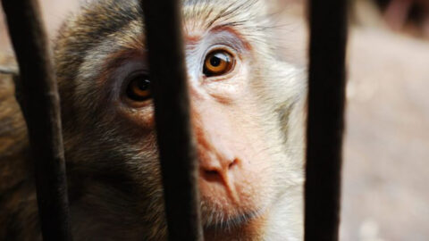 The Real Reason Zoos Are Releasing Animals Into the Wild (It's Not ...