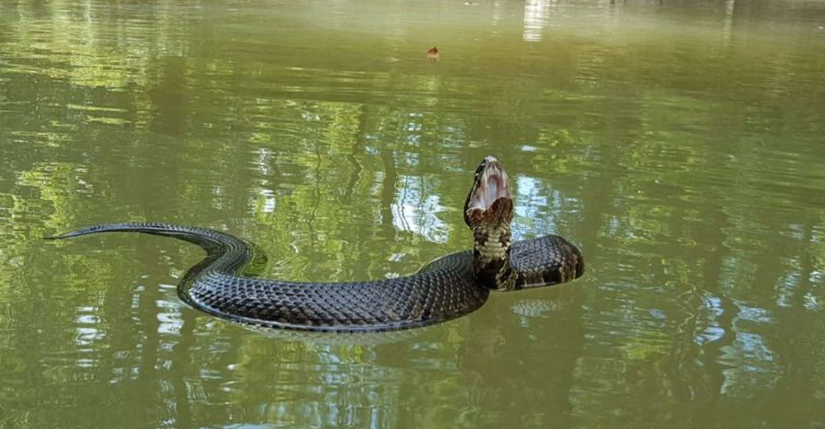 These Popular U.S. Rivers Are Crawling With Snakes - Exploring Animals