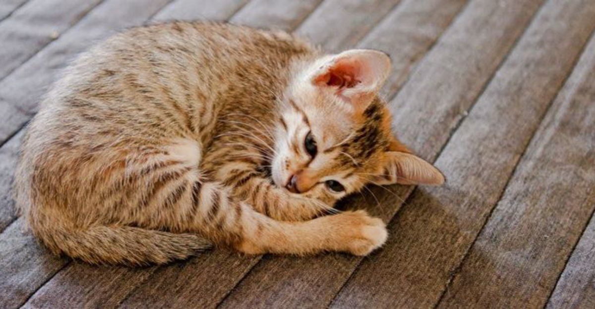 12 Things Cat Owners Regret Not Knowing About Feline Depression (And ...