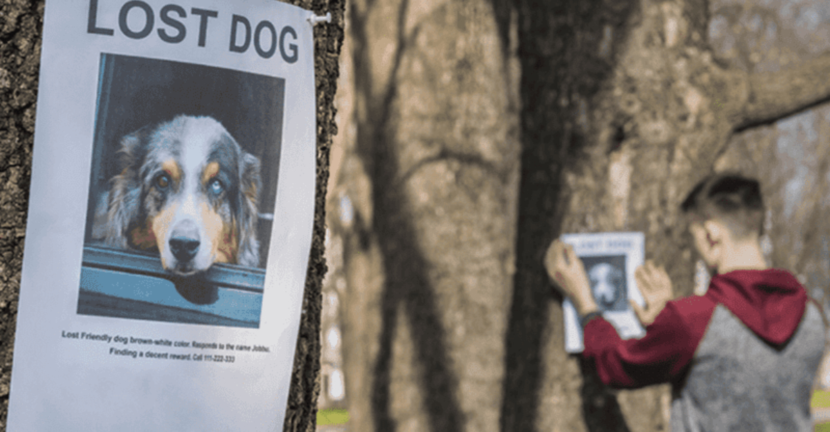 10 Things to Do If Your Dog Goes Missing - Exploring Animals