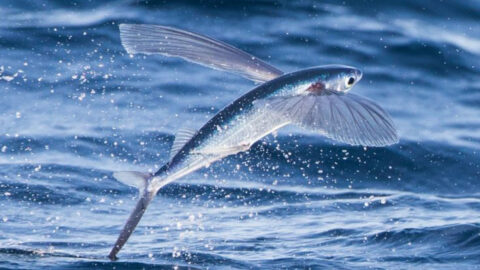 14 Things You Didn’t Know About Flying Fish (Yes, They Really Glide ...