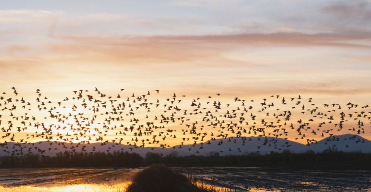 This State Has More Bird Species Than Anywhere Else in America—Here’s ...