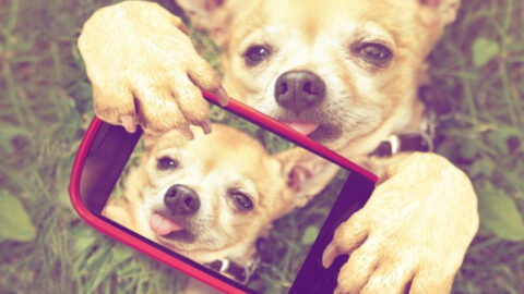 10 Tips For Taking Spectacular Photos Of Your Pet (and 5 Mistakes to ...