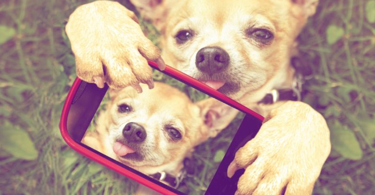 10 Tips For Taking Spectacular Photos Of Your Pet (and 5 Mistakes to ...