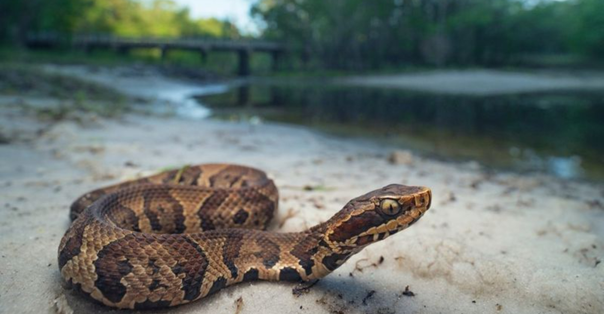 15 Venomous Creatures That Lurk Where You Hunt and Camp - Exploring Animals