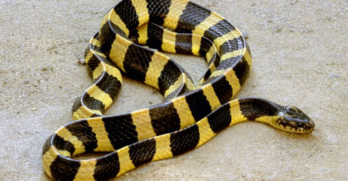 20 Venomous Snakes That Are Most Active During Summer Heat Waves ...