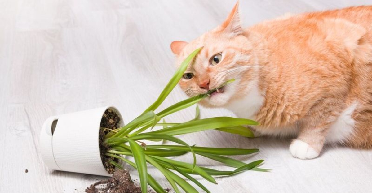 17 Ways Cats Drive You Crazy (And Somehow Keep You Smiling) - Exploring ...