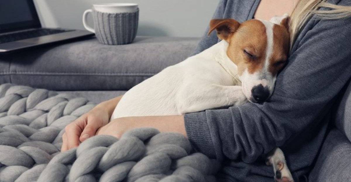 17 Ways Dogs Try to Comfort Their Humans - Exploring Animals
