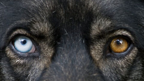 Why Do Some Dogs Have 2 Different Eye Colors? (Plus 12 Real Cases ...