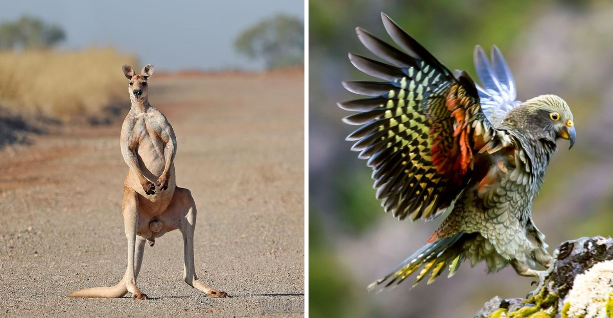 22 Wild Animals That Make Oceania One of the Most Fascinating Regions on Earth - Exploring Animals