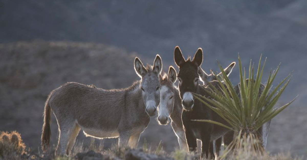 Wild Donkey Populations and the Ongoing Fight to Protect Them ...