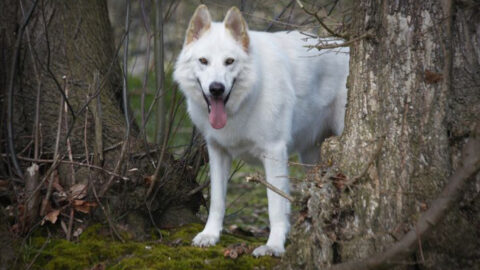 15 Wolf-Dog Hybrids Spotted Roaming the Wild—Are We Losing the Real ...