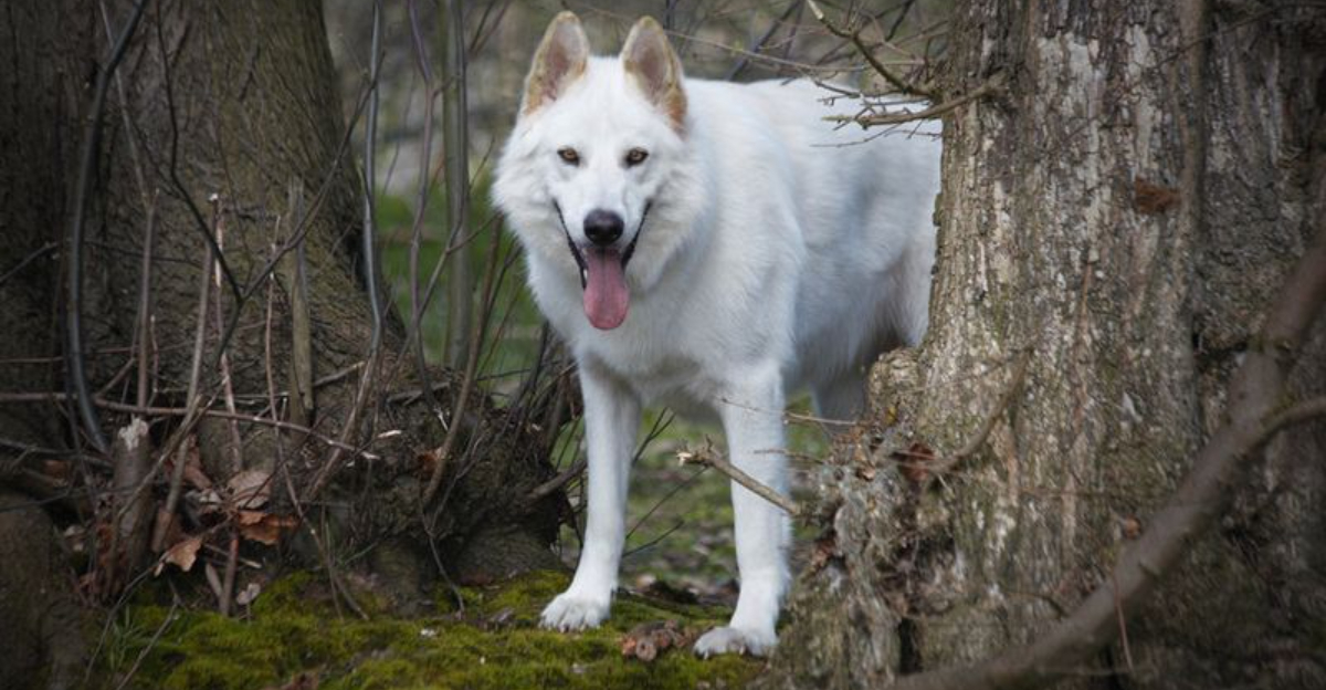 15 Wolf-Dog Hybrids Spotted Roaming the Wild—Are We Losing the Real ...