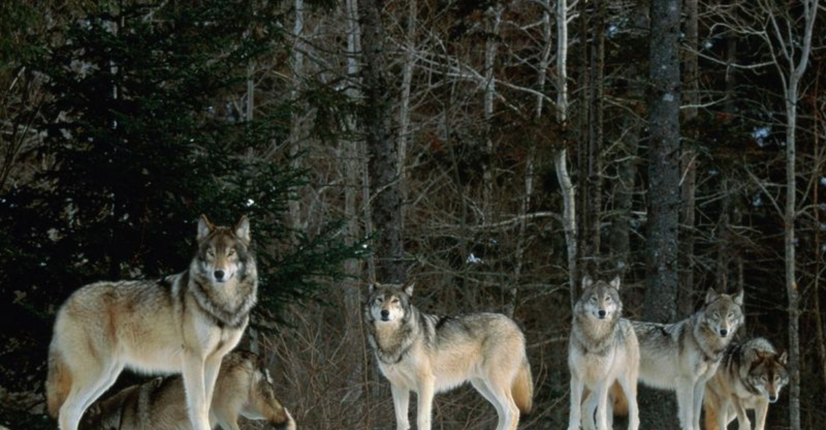 11 Wolf Super Packs Recorded in the Past Decade and What Sparked Them ...