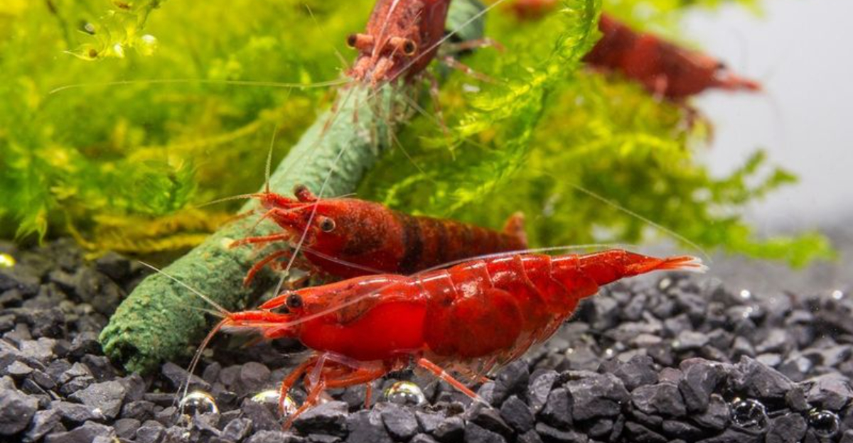 10 Amazing Non-Fish Aquarium Pets and 5 More That Will Brighten Your ...