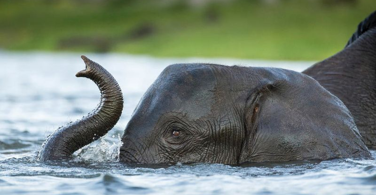 10 Animals That Love Summer More Than You Do - Exploring Animals